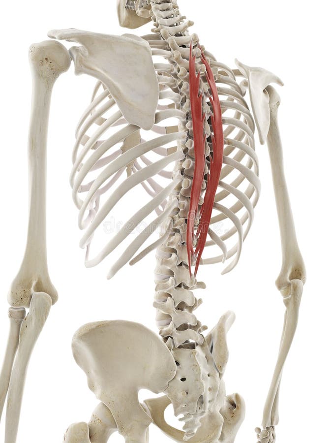 The spinalis thoracis stock illustration. Illustration of graphic ...