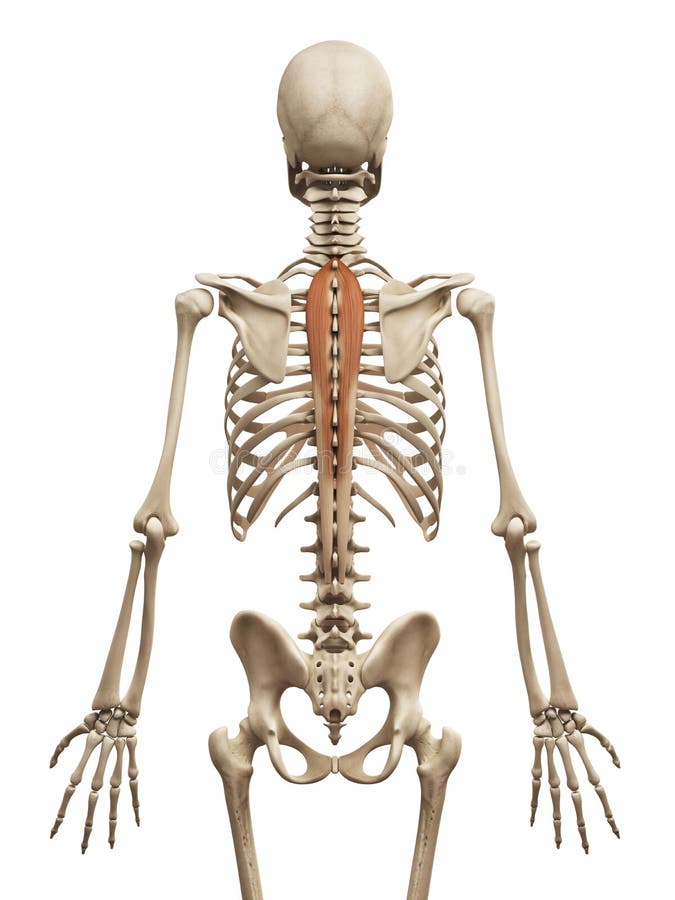 The spinalis thoracis stock illustration. Illustration of graphic ...