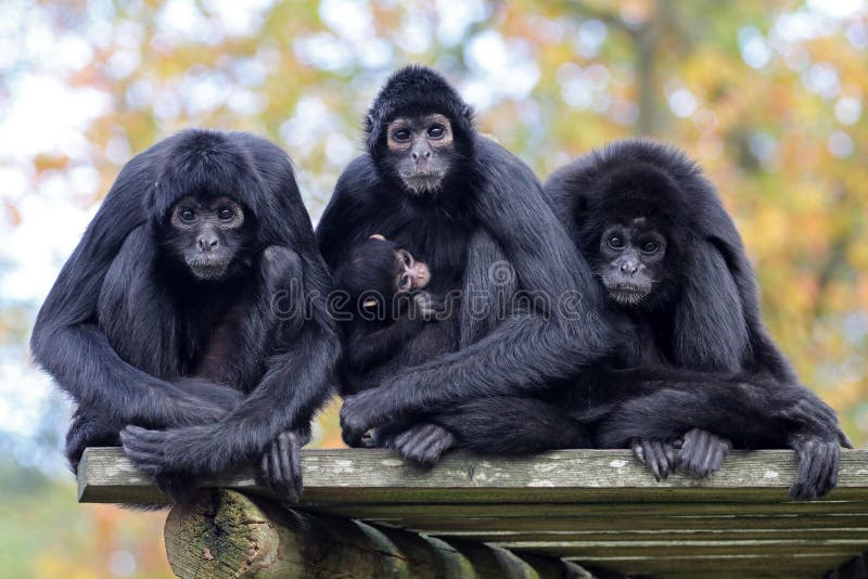 De Spinapen Zijn Nieuwe Wereldapen Die Tot De Soort Ateles Behoren Het ...
