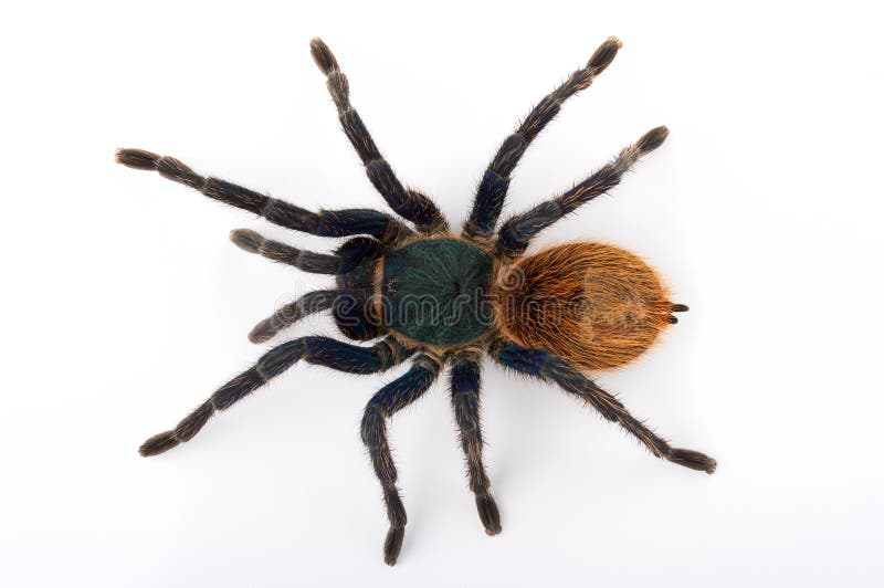 Spindel fotografering för bildbyråer. Bild av anhydrous - 10024323
