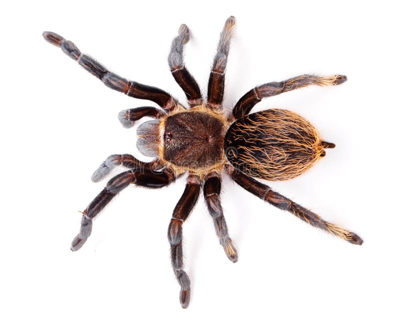 2,489 Giftig Spindel Stock Photos - Free & Royalty-Free Stock Foton ...