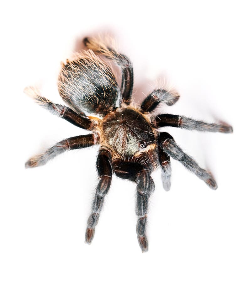 Spindel arkivfoto. Bild av makro, arabs, studio, spindel - 10533882