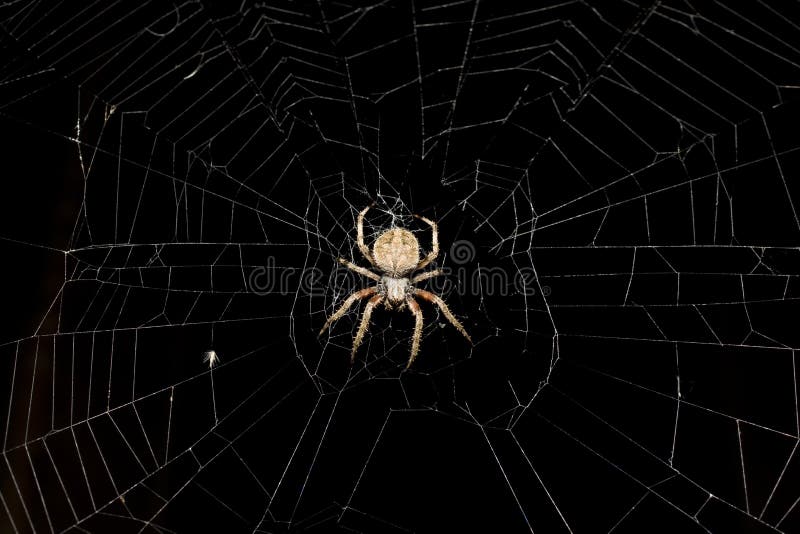 Spindel arkivfoto. Bild av spindel, läskigt, jägare, rovdjur - 10766516