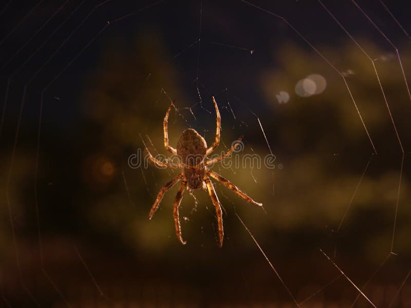 Spindel fotografering för bildbyråer. Bild av medf8ort - 15634745