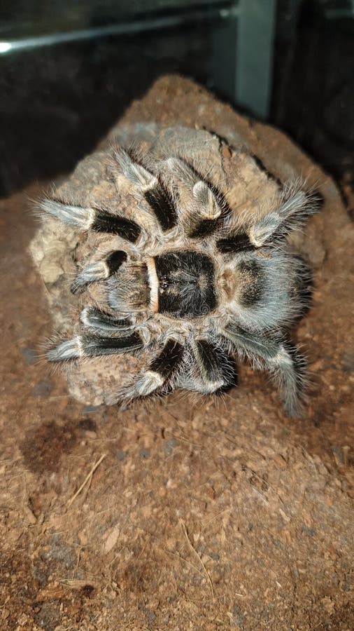 Spindel 2 fotografering för bildbyråer. Bild av natur - 162800711