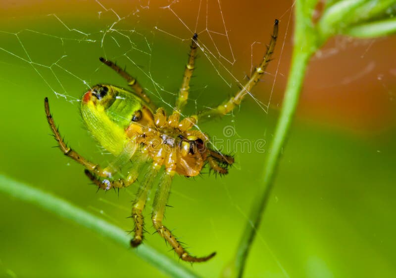 Spindel fotografering för bildbyråer. Bild av kryp, djurliv - 25433773
