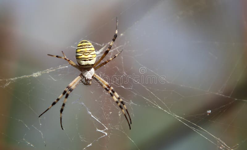 Gul liten spindel arkivfoto. Bild av tillbaka, krypande - 19879438
