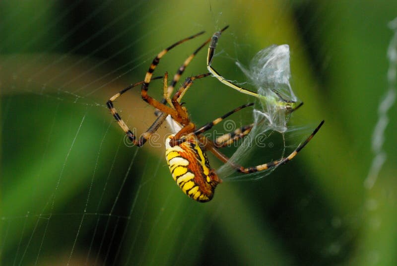 Spindel 3 fotografering för bildbyråer. Bild av krypande - 10798749
