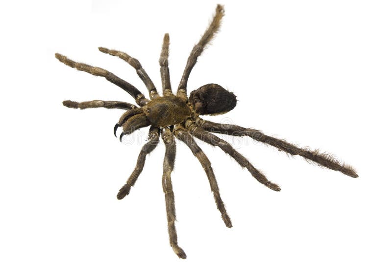 Spider fotografering för bildbyråer. Bild av gift, spindel - 159449297