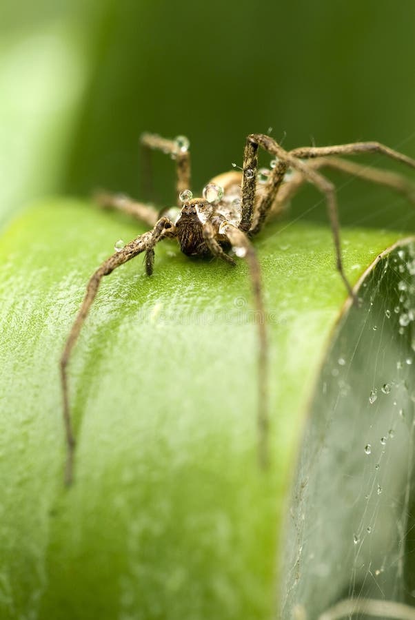 Spindel fotografering för bildbyråer. Bild av rovdjur - 3296107