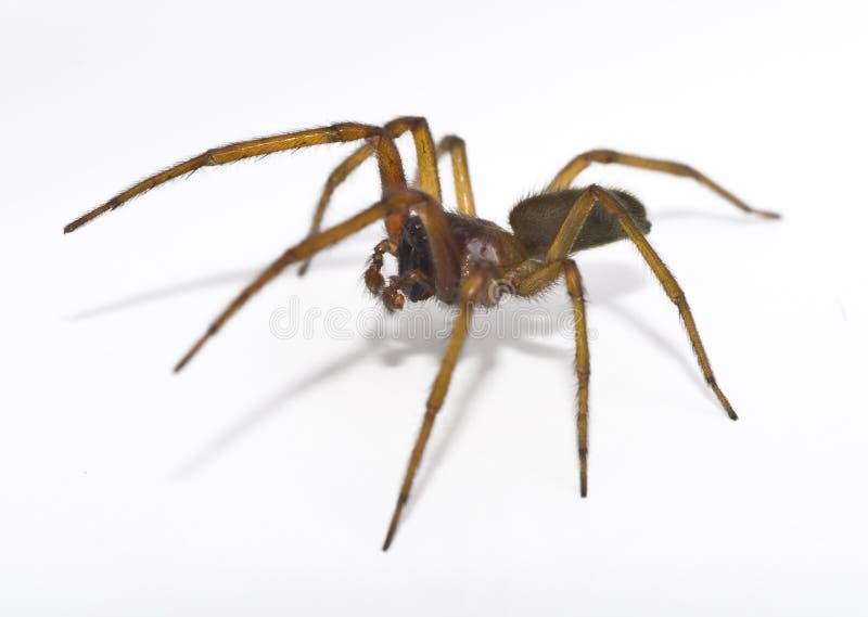 Spindel arkivfoto. Bild av floror, wild, spindel, green - 31806032