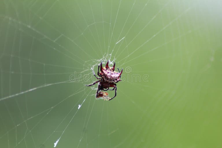 Spindel arkivfoto. Bild av fluga, spindel, matning, rengöringsduk ...