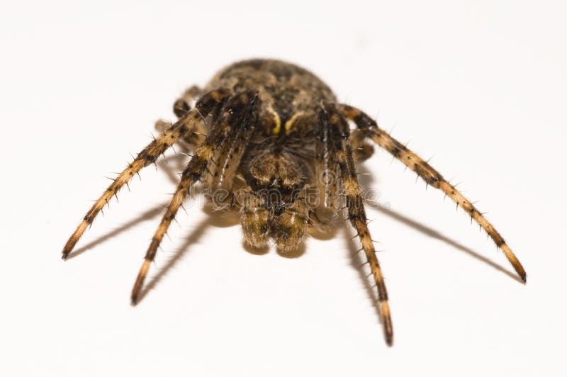 Spindel arkivfoto. Bild av anhydrous, livstid, angus, kryp - 9625534