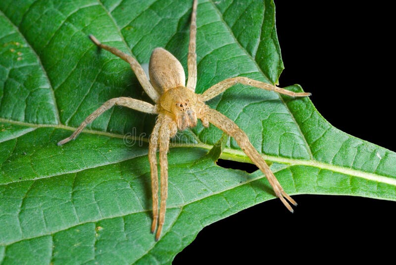 Fluga I Spindel-rengöringsduk 2 Fotografering för Bildbyråer - Bild av ...