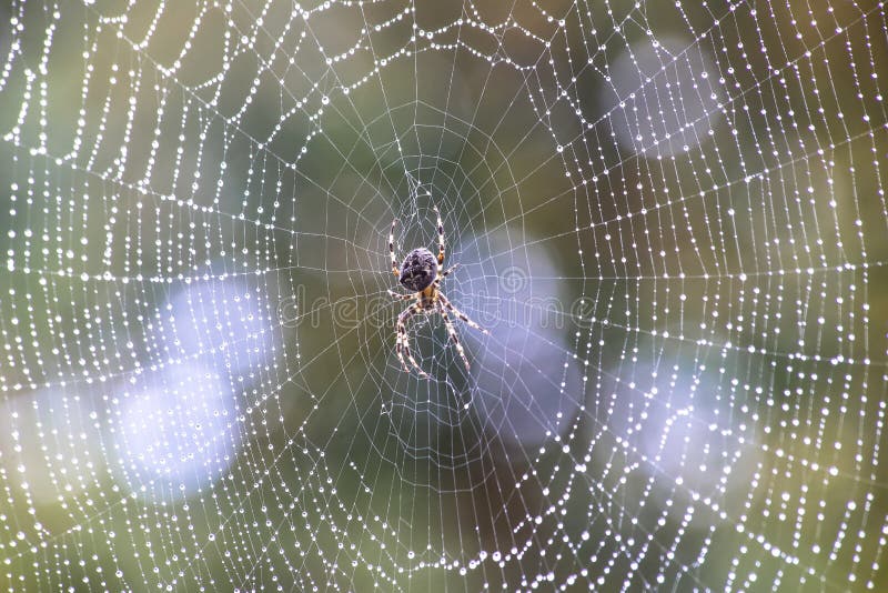 Spindel i autum fotografering för bildbyråer. Bild av regn - 77606103
