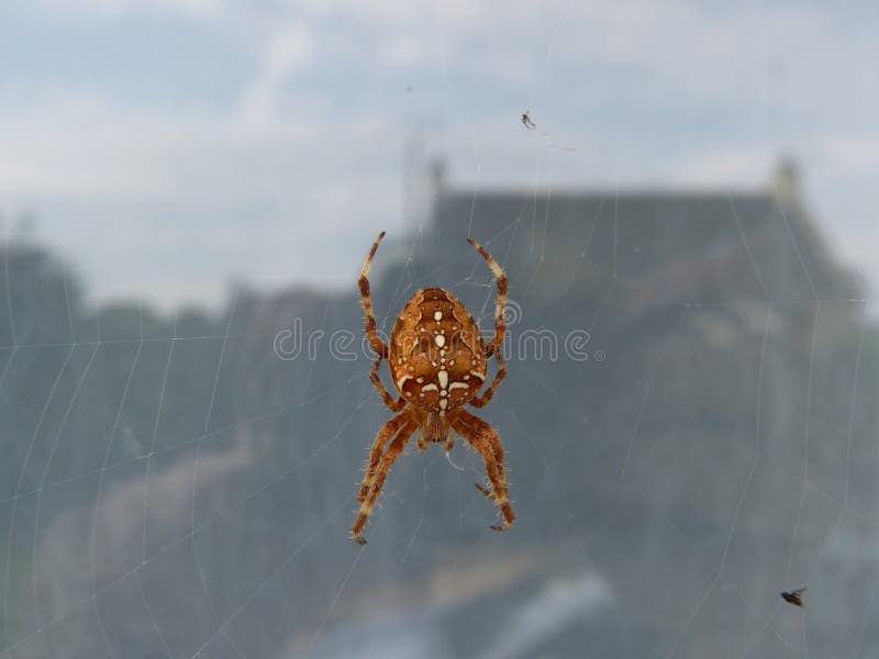 Spindel Spindeldjur, Invertebrat, Orb Weaver Spider Arkivfoto - Bild av ...
