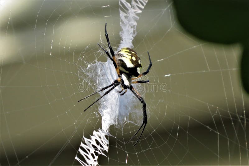 Spindel Spindeldjur, Invertebrat, Orb Weaver Spider Bild. Bild: 113165892