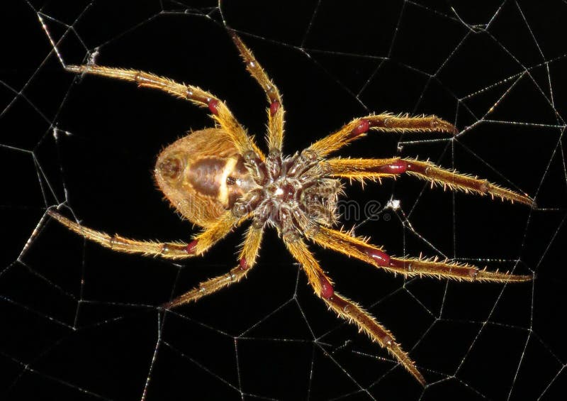 Spindel Spindeldjur, Orb Weaver Spider, Invertebrat Bild. Bild: 122108261