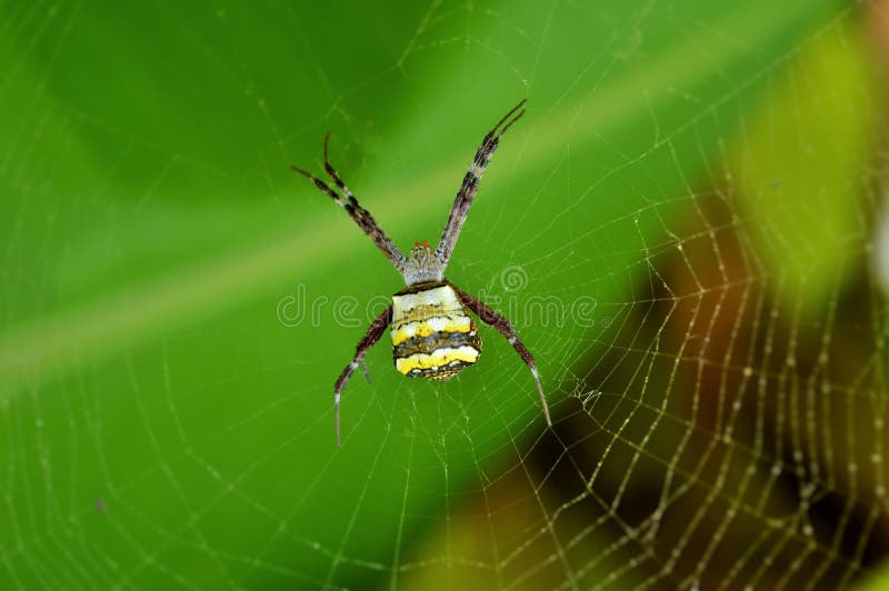 Spindel Spindeldjur, Invertebrat, Orb Weaver Spider Bild. Bild: 113165892