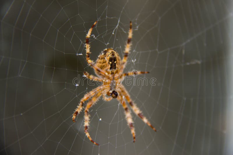 Spindel Spindeldjur, Orb Weaver Spider, Invertebrat Bild. Bild: 122108261