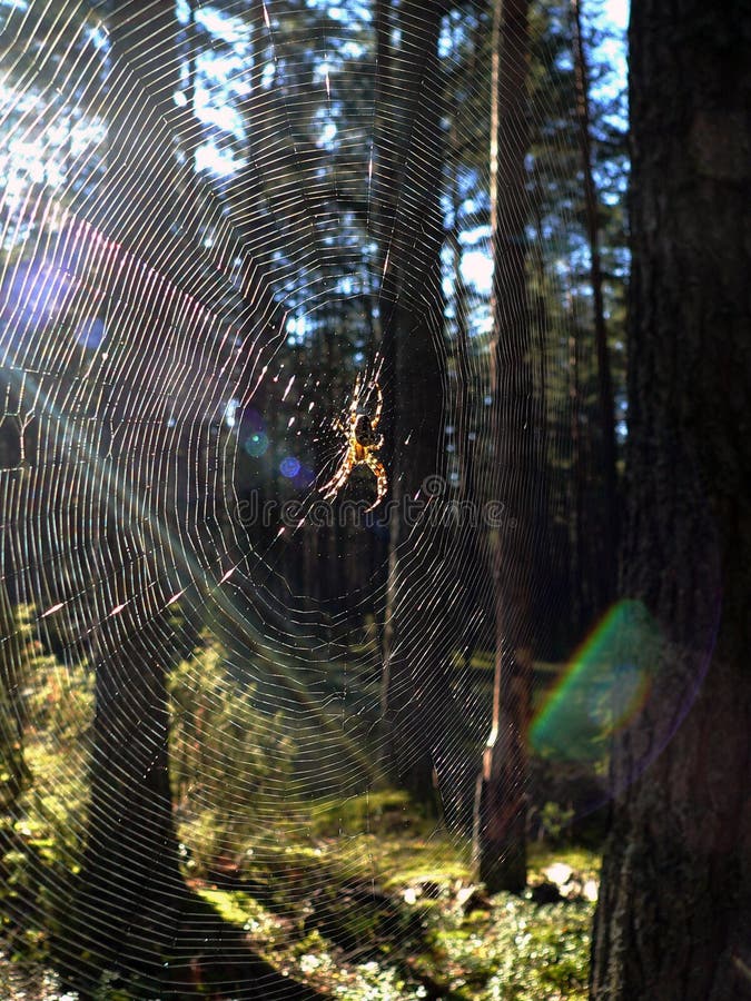Spindelspindel Och Dess Webb I Skogen Fotografering för Bildbyråer ...