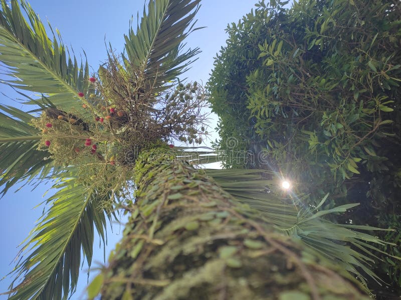 Spindle Palm Tree with a Ray of Sunshine Stock Image - Image of leaves ...