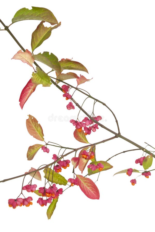 Spindle tree stock image. Image of nature, euonymuseuropaeus - 243224633