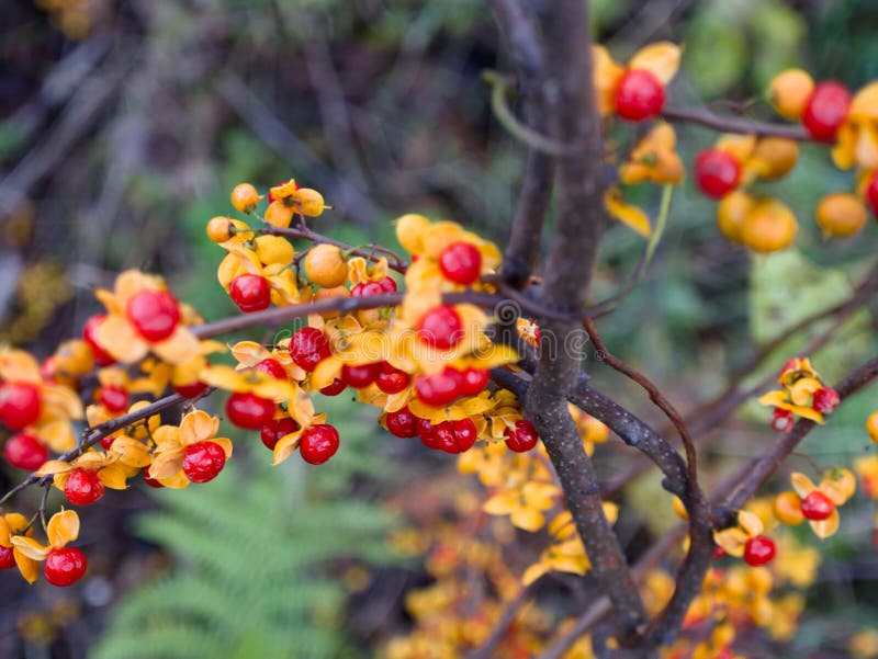 Spindle Tree in Autumn Forest Stock Image - Image of bright, bush ...