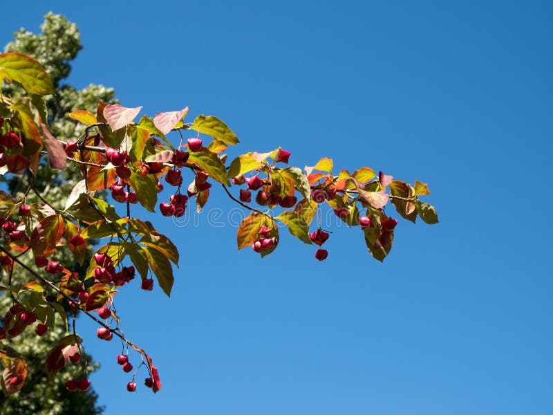 Spindle Tree stock image. Image of botany, common, ripe - 76258899