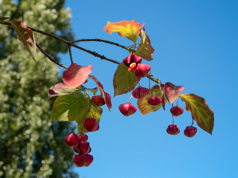 Spindle Tree stock photo. Image of colored, celastraceae - 76258904