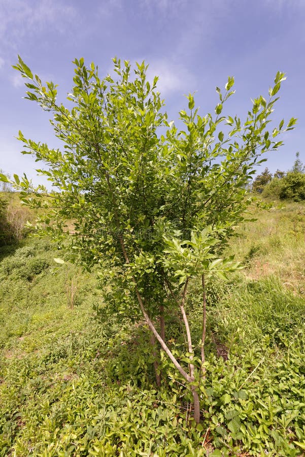 Spindle Tree stock image. Image of british, wild, cream - 184797849