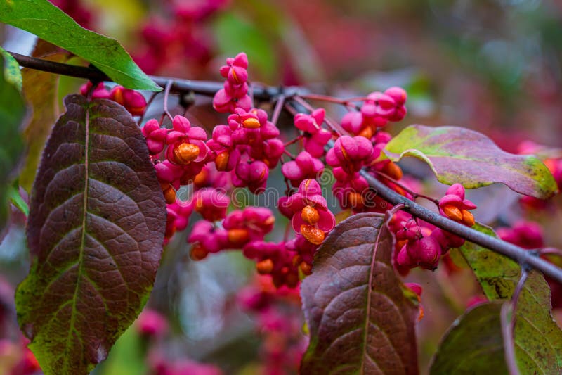 Spindle - Tree Fruit of the Tree in Autumn, Poisonous Plant Stock Photo ...