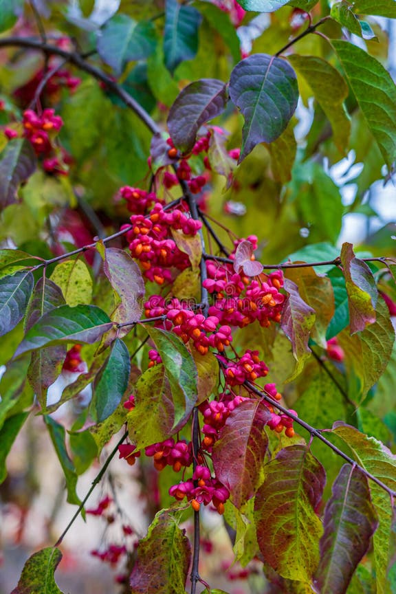 Spindle - Tree Fruit of the Tree in Autumn, Poisonous Plant Stock Photo ...