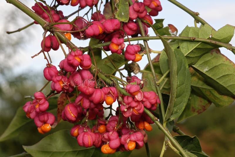 Spindle Tree Fruit stock image. Image of calcareous - 259495159