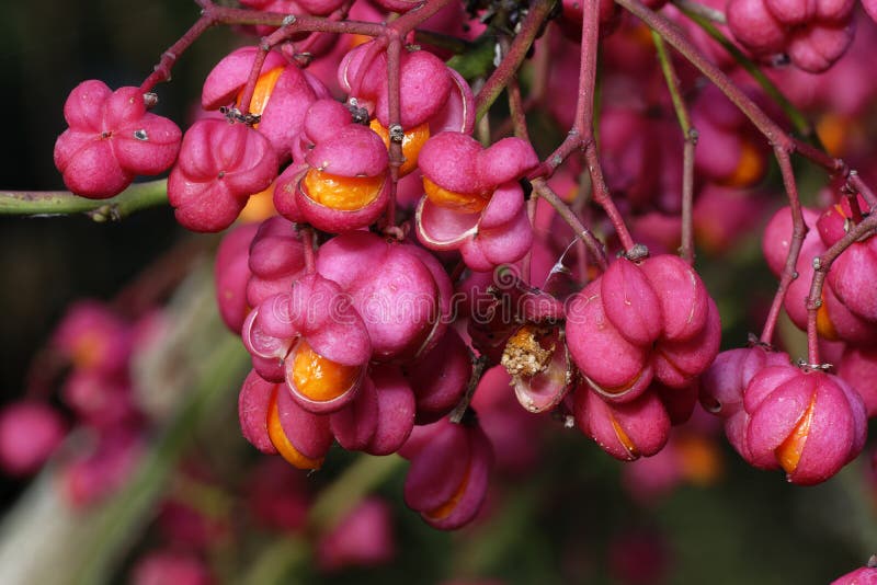 Spindle Tree Fruit stock image. Image of flora, bush - 259495187
