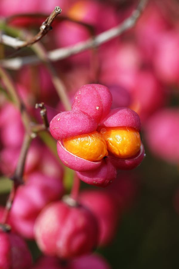 Spindle Tree Fruit stock photo. Image of spindle, britain - 259495206
