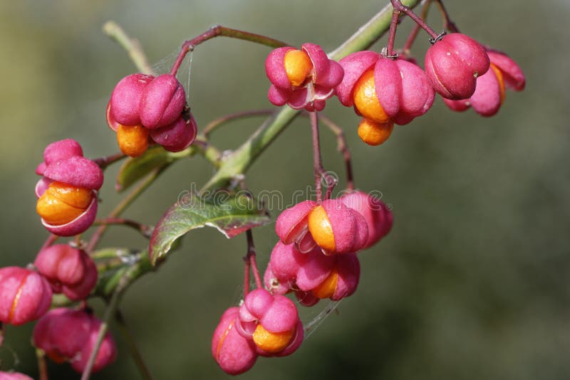 Spindle Tree Fruit stock image. Image of woodland, celastraceae - 259495229