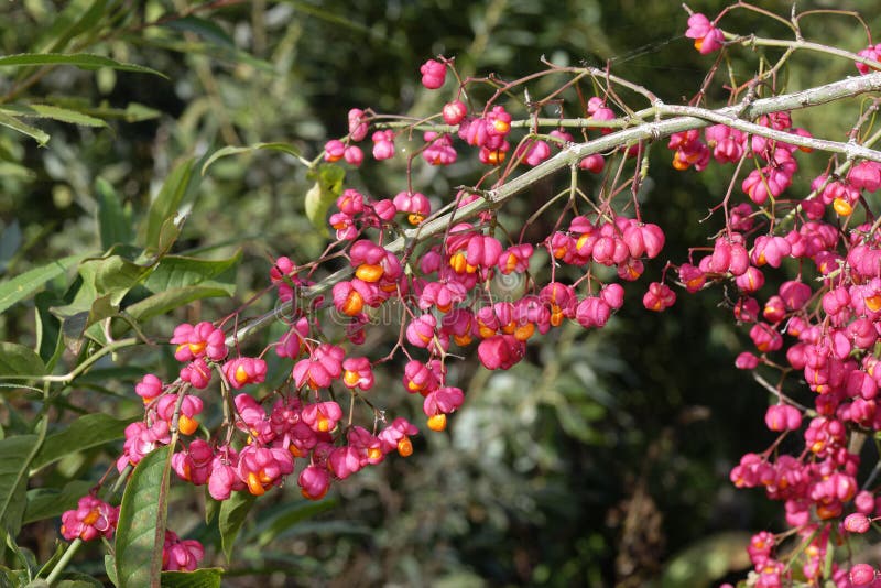 Spindle Tree Fruit stock image. Image of calcareous - 259495251
