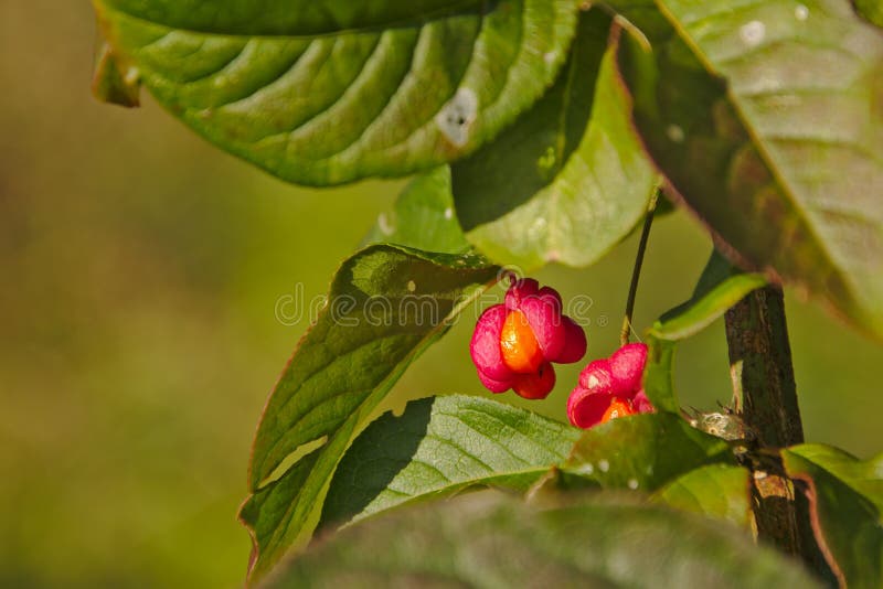 Spindle Tree Fruit, Selective Focus Stock Photo - Image of europaeus ...