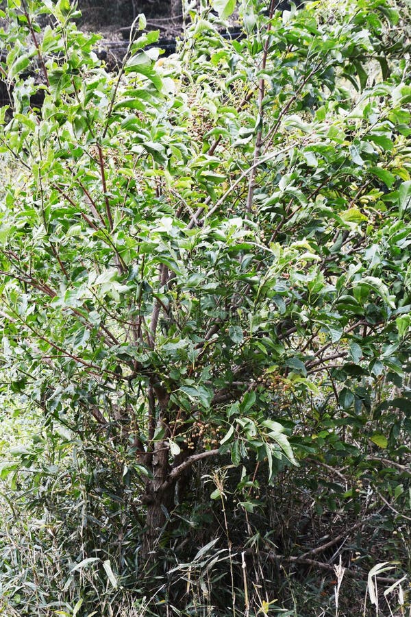 Spindle tree fruits stock image. Image of leaf, bush - 127937549