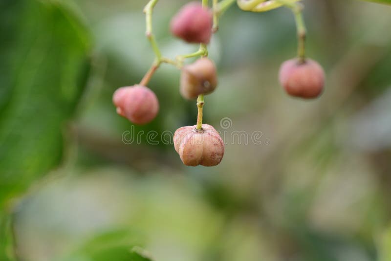 Spindle tree fruits stock image. Image of leaves, colorful - 127937555