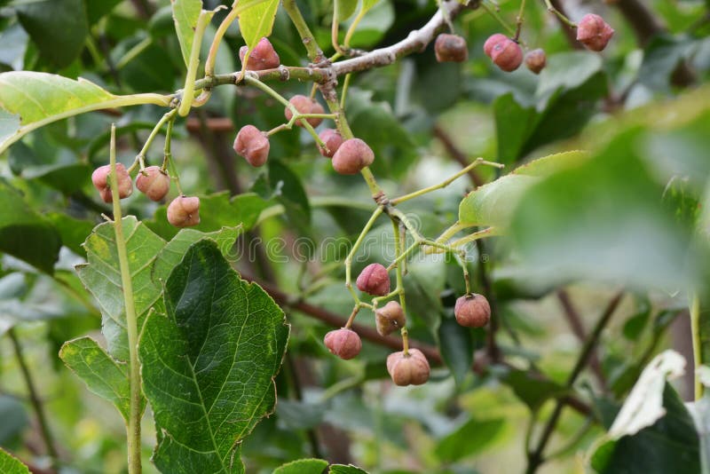 Spindle tree fruits stock image. Image of deciduous - 127937529