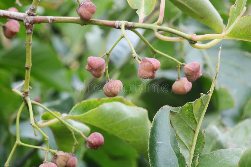 Spindle tree fruits stock image. Image of leaves, bonsai - 127937557