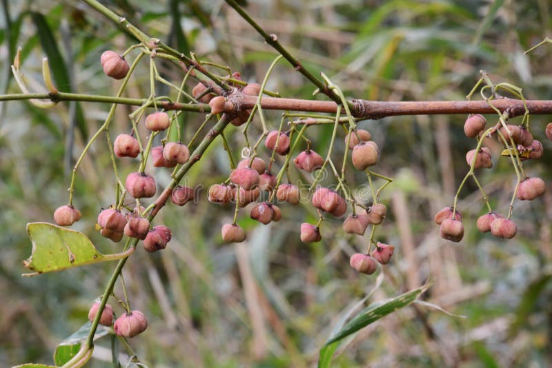 Spindle tree fruits stock image. Image of leaves, bonsai - 127937557