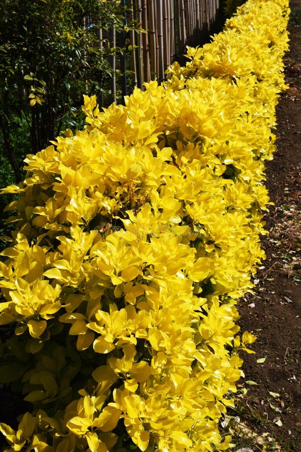 Spindle tree stock image. Image of nature, euonymuseuropaeus - 243224633