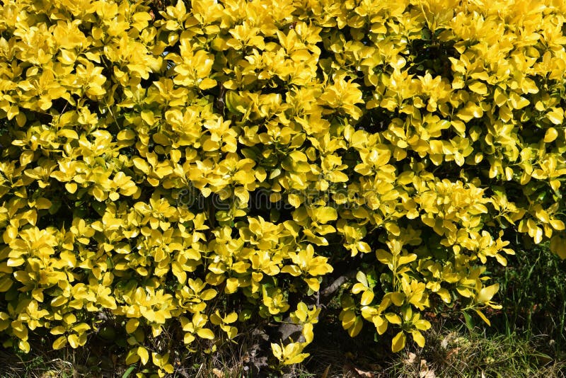 Spindle tree stock photo. Image of fresh, nature, foliage - 114090846