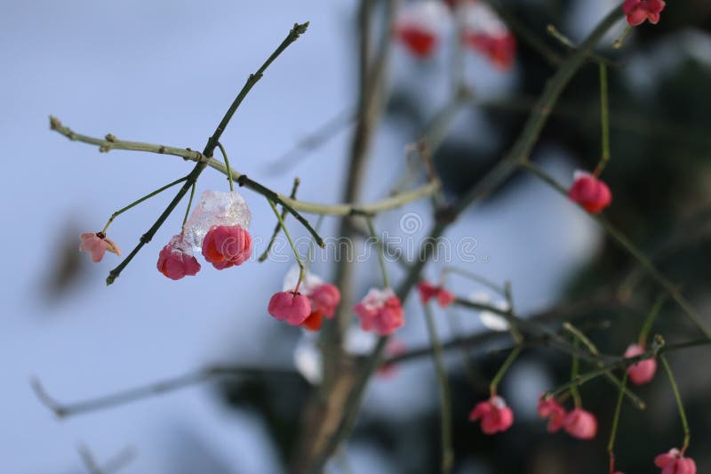 Spindle tree with Ice stock photo. Image of europaeus - 299994896