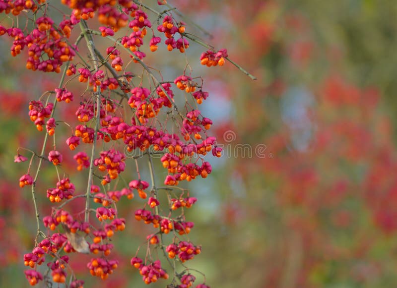 Spindle tree macro nature stock photo. Image of fruit - 83042616