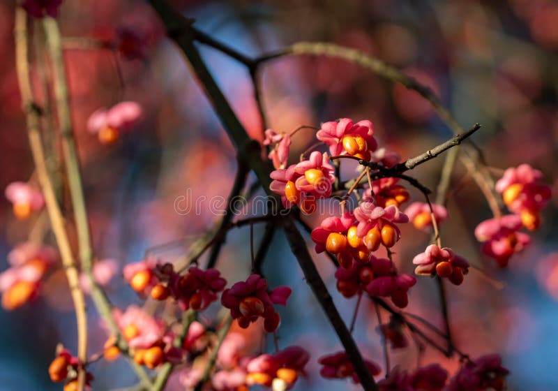 Spindle Tree Pink and Orange Fruits on Bald Branches Stock Photo ...