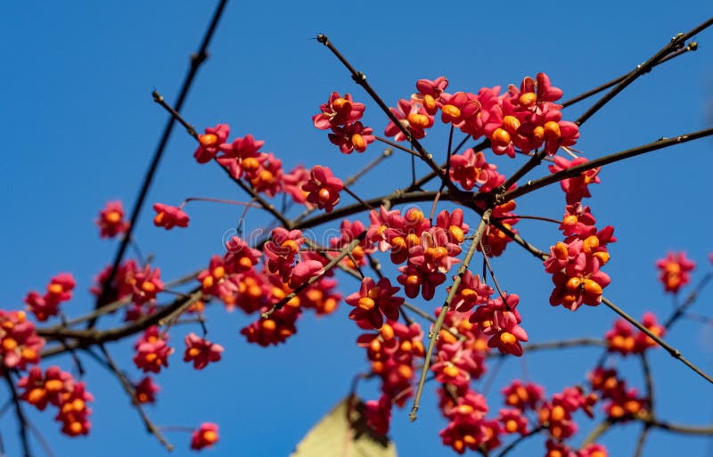Spindle Tree Pink and Orange Fruits on Bald Branches Stock Image ...
